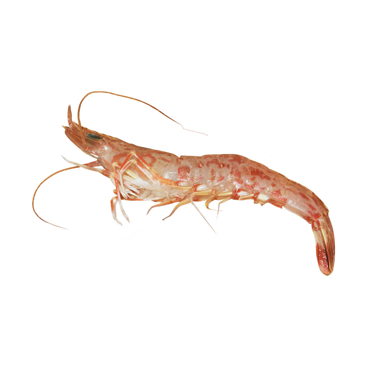 アカエビ（小エビ）の特徴・生態、食べ方や旬、料理を徹底解説！| とともん