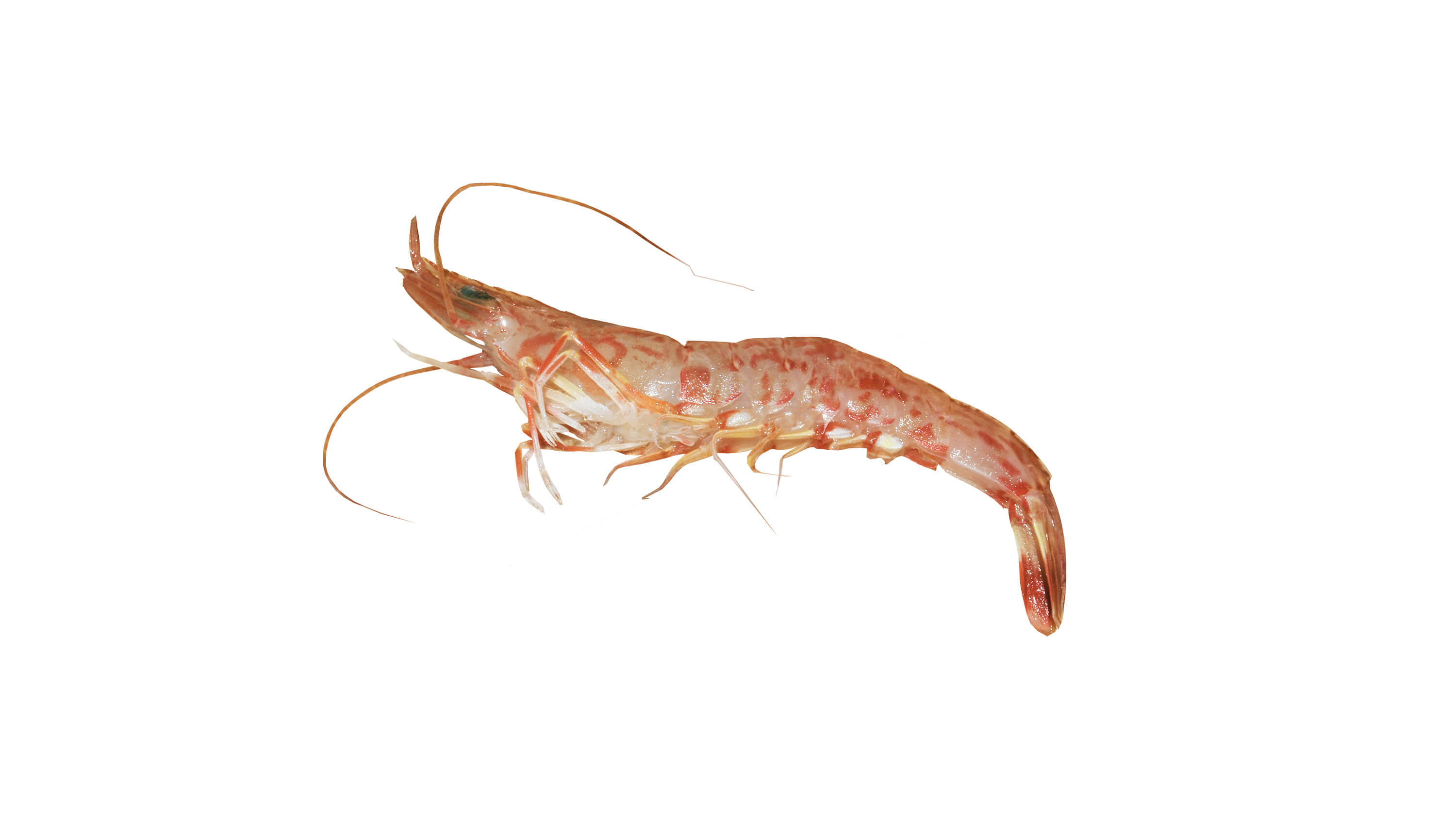 アカエビ（小エビ）の特徴・生態、食べ方や旬、料理を徹底解説！| とともん