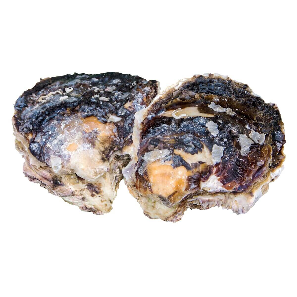 イワガキ 【岩牡蠣】の特徴・生態、食べ方や旬、料理を徹底解説！| とともん