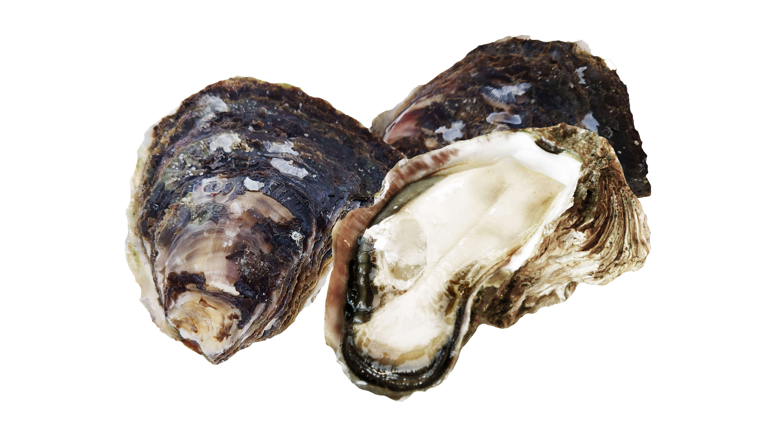 イワガキ 【岩牡蠣】の特徴・生態、食べ方や旬、料理を徹底解説！| とともん