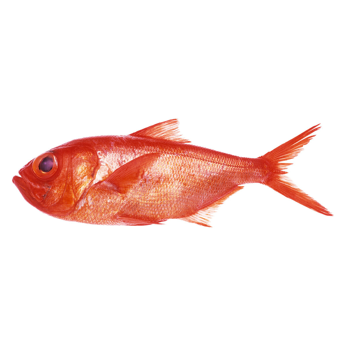 キンメダイ【金目鯛】旬の時期や選び方、生態、おすすめ料理を解説