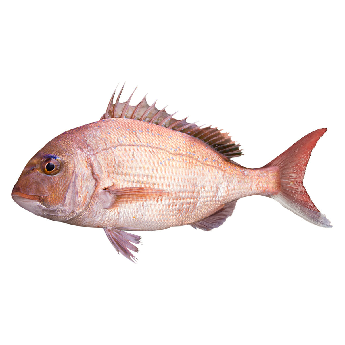 マダイ【真鯛】の特徴・生態、食べ方や旬、料理を徹底解説！ | とともん（totomon）